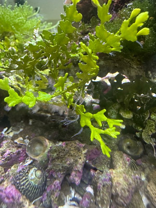 ‘Three Finger Leaf’ Halimeda Macroalgae