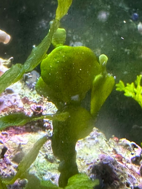 ‘Money Plant’ Halimeda Macroalgae