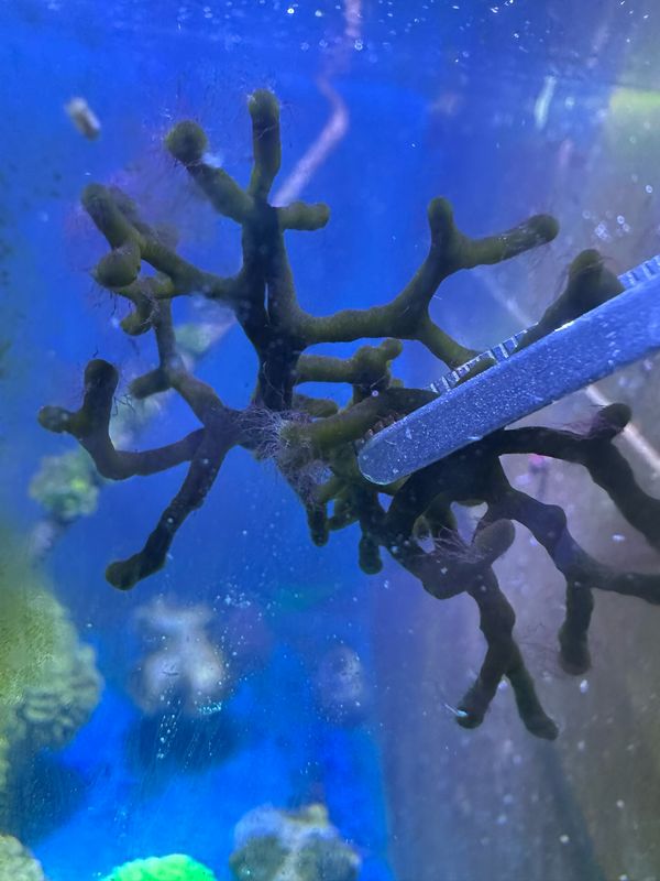 Codium geppiorum Macroalgae