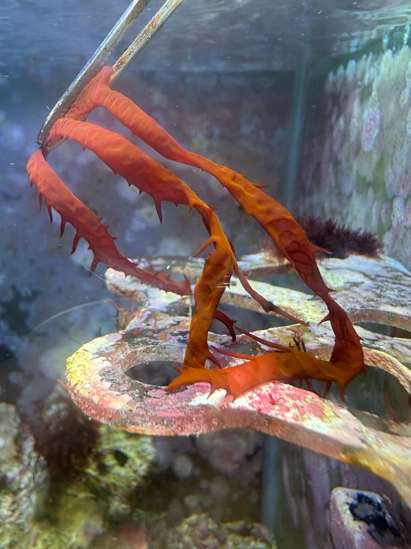 ‘Dragon’s Tongue’ Dragon’s Breath Macroalgae