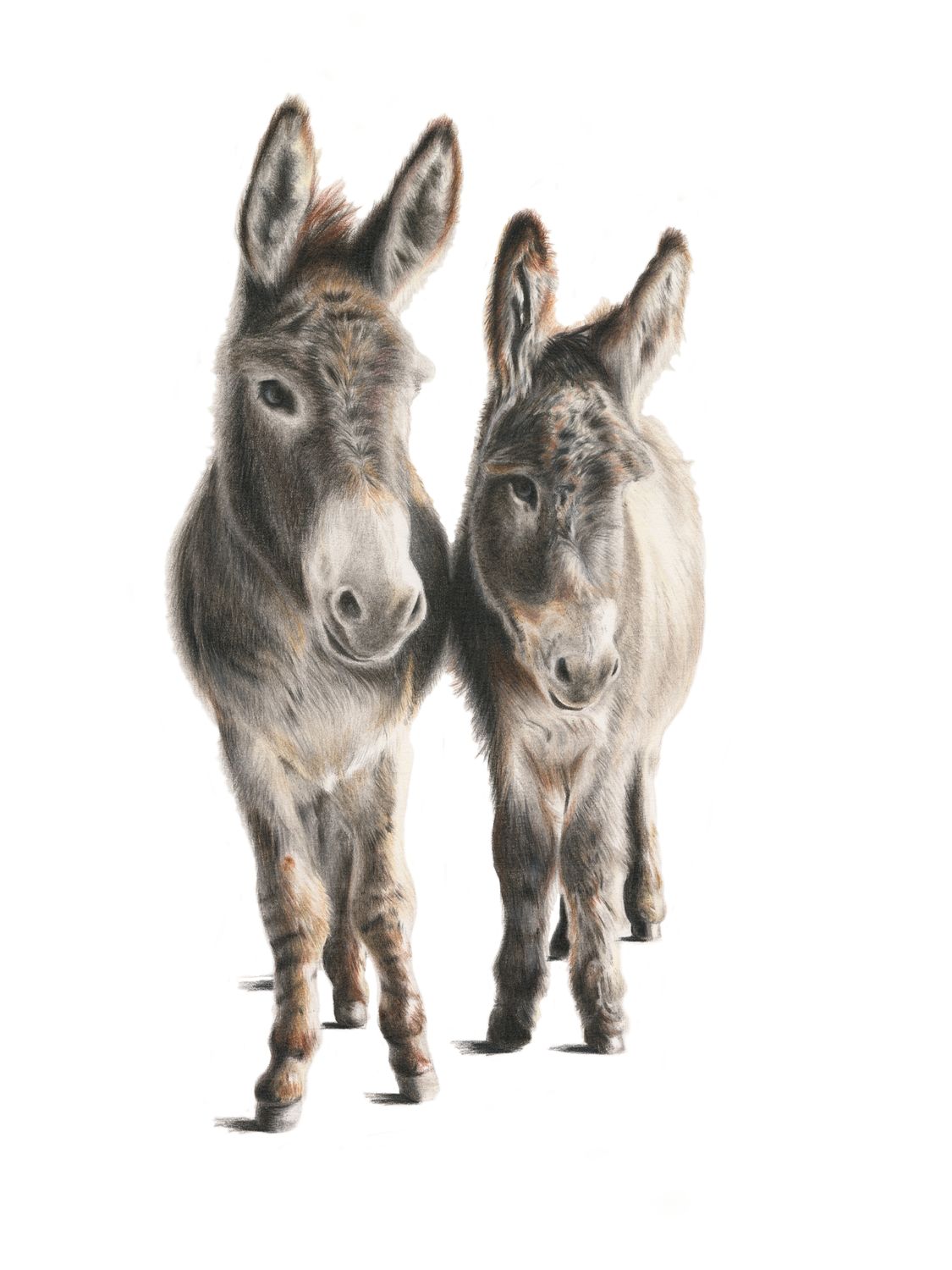 Donkeys