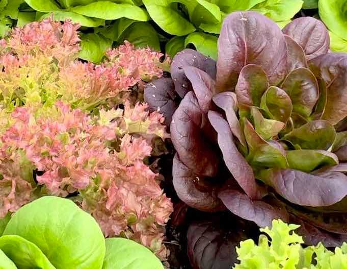 Red Head Lettuce – Full Quiver Farm