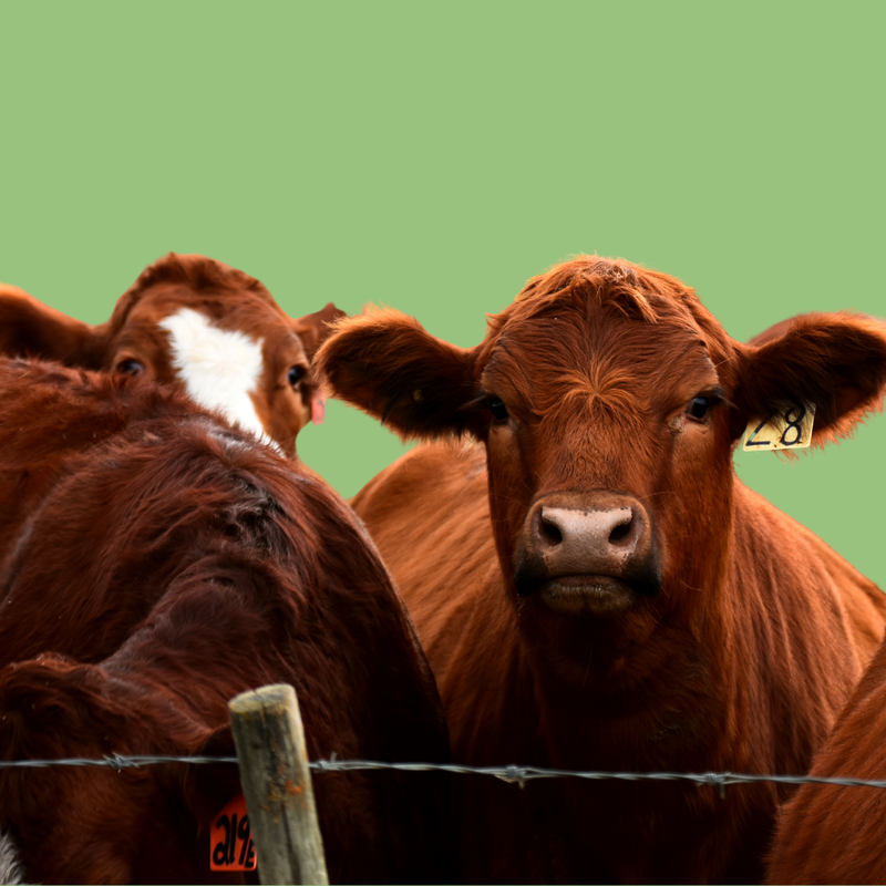 Polokwane Feeds | Premium Pet Food & Animal Supplies – Fast Delivery