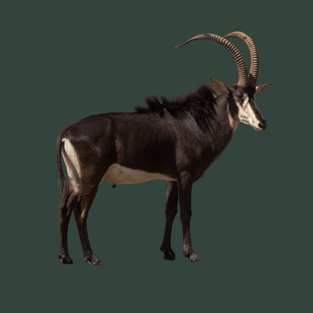 Polokwane Feeds | Premium Pet Food & Animal Supplies – Fast Delivery