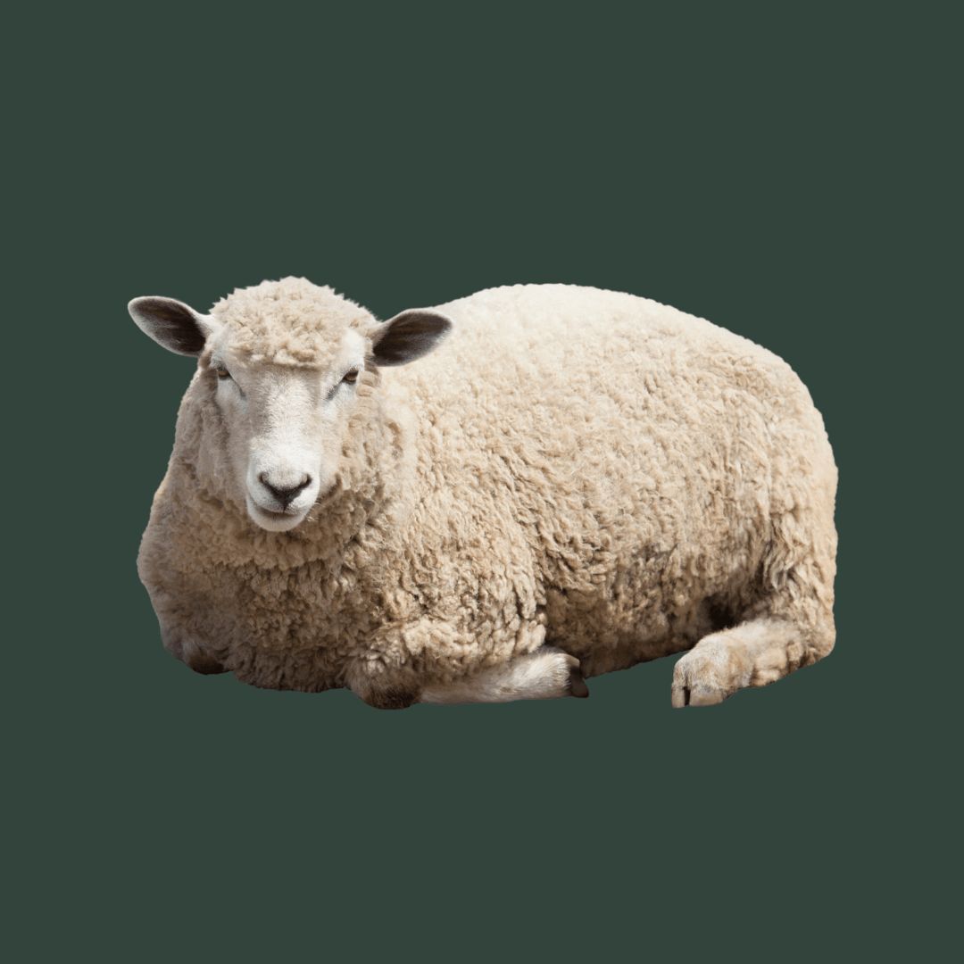 Polokwane Feeds | Premium Pet Food & Animal Supplies – Fast Delivery