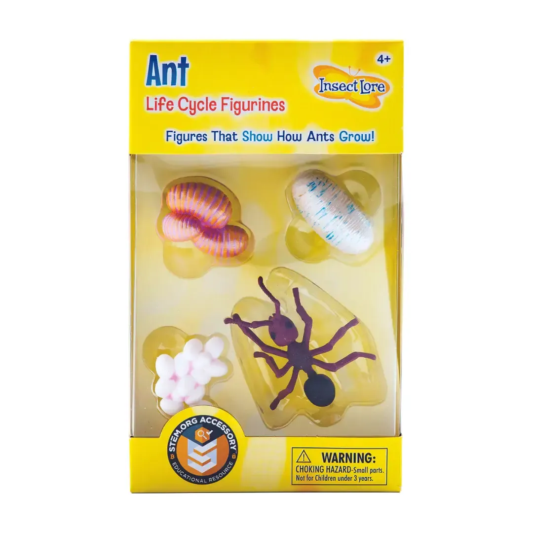 Ant Life Cycle Stages - Store - Tools 4 Teaching