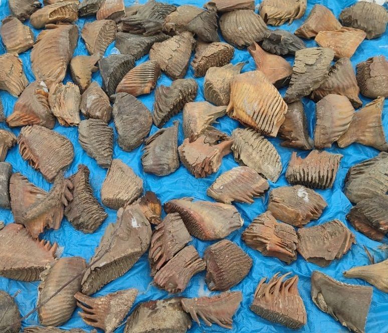 Product catalog: mammoth tusks, teeth, stabilized plates and discs