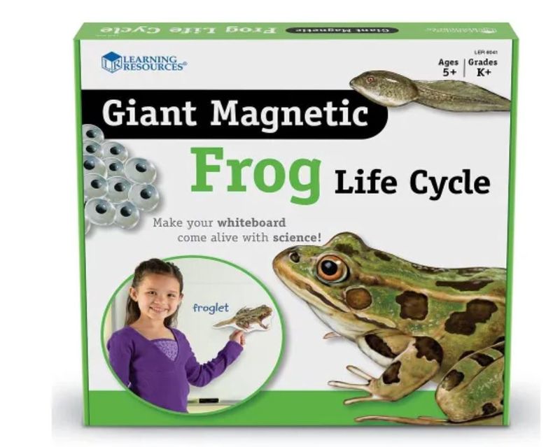 Giant Magnetic Frog Life Cycle