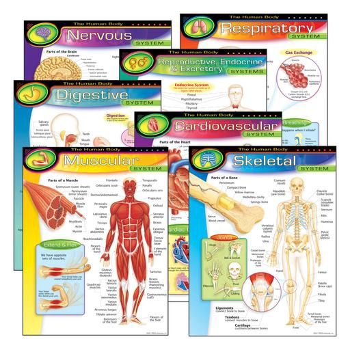 SET The Human Body Learning Charts