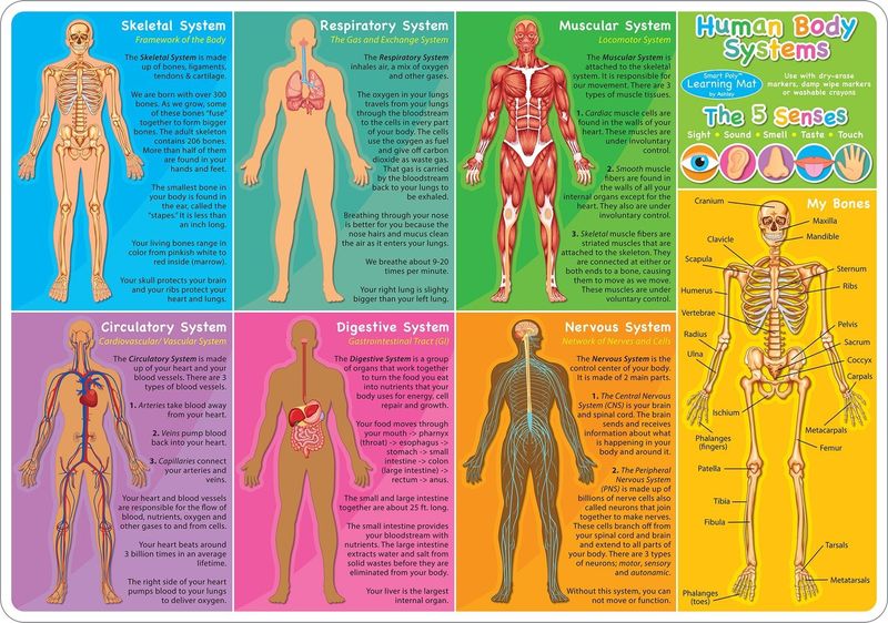 Human Body Learning Mat