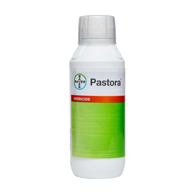Pastora 5 oz
