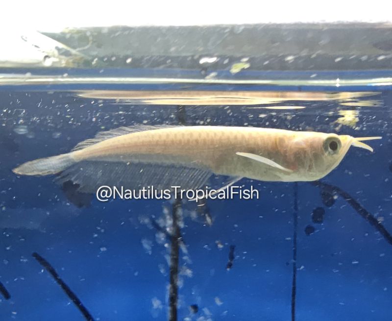 Albino Silver Arowana