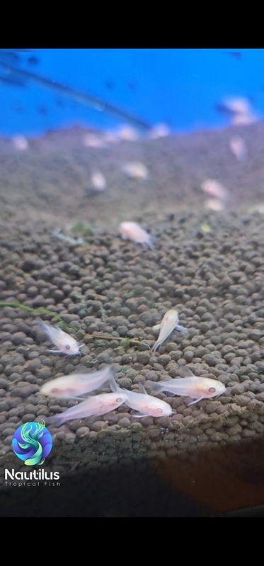 Albino Pygmy Cory (Corydoras pygmaeus - Albino Variant)
