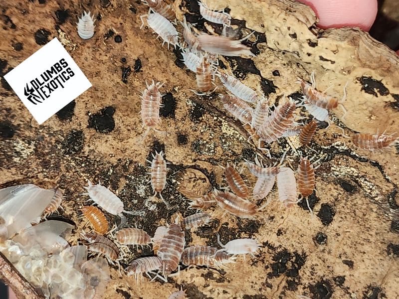 Feeder/General Bioactive Isopods