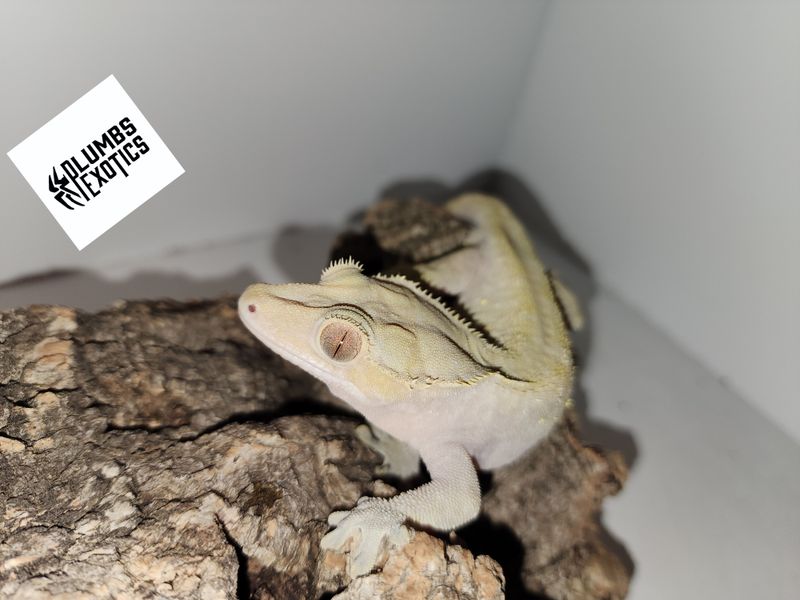 Blizzard: Hypo Phantom Snowflake MALE