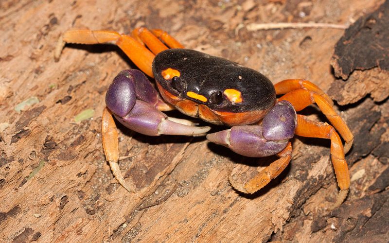 Terrestrial Crabs (Coenobitidae and Gecarcinidae)