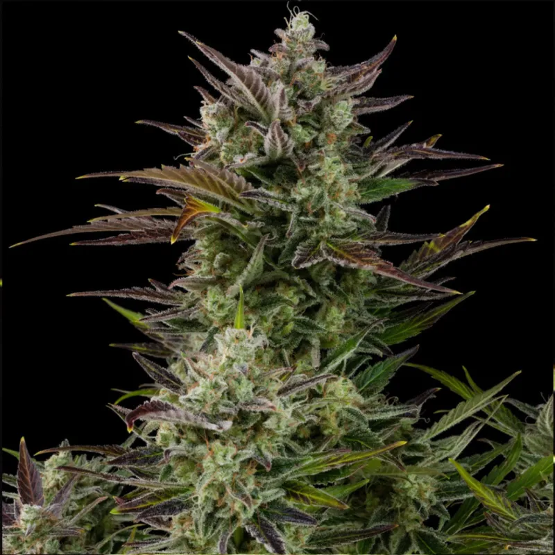 Blueberry Auto ( 1 Samen )