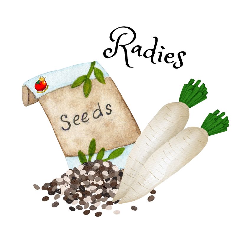 Radies