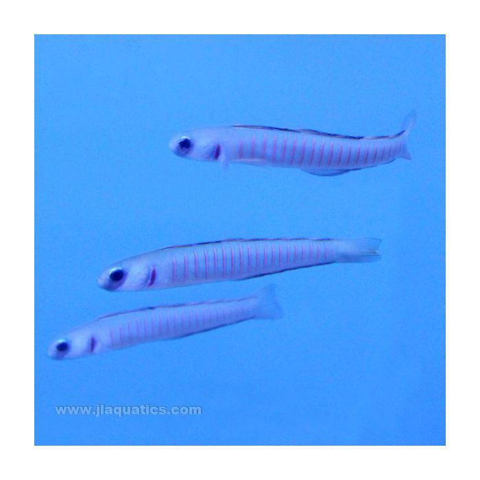 Bar Fish Goby