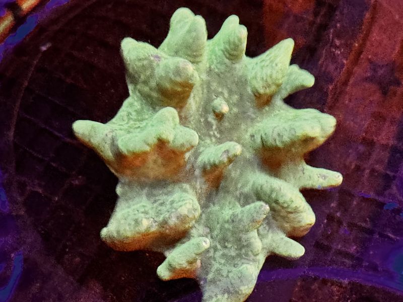 Devil Finger Leather