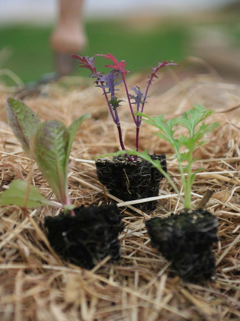Large Vegetable Garden Pack | Organic and multi purpose compost at The ...