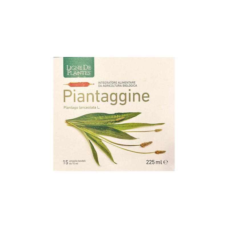 Piantaggine Lanceolata | Lignes De Plantes | Rosatea