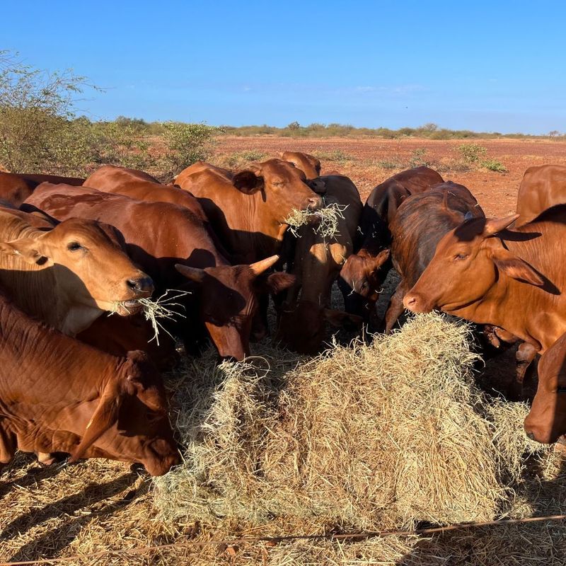 Cattle - Vitamins, Vaccines and Drenches + Hardware