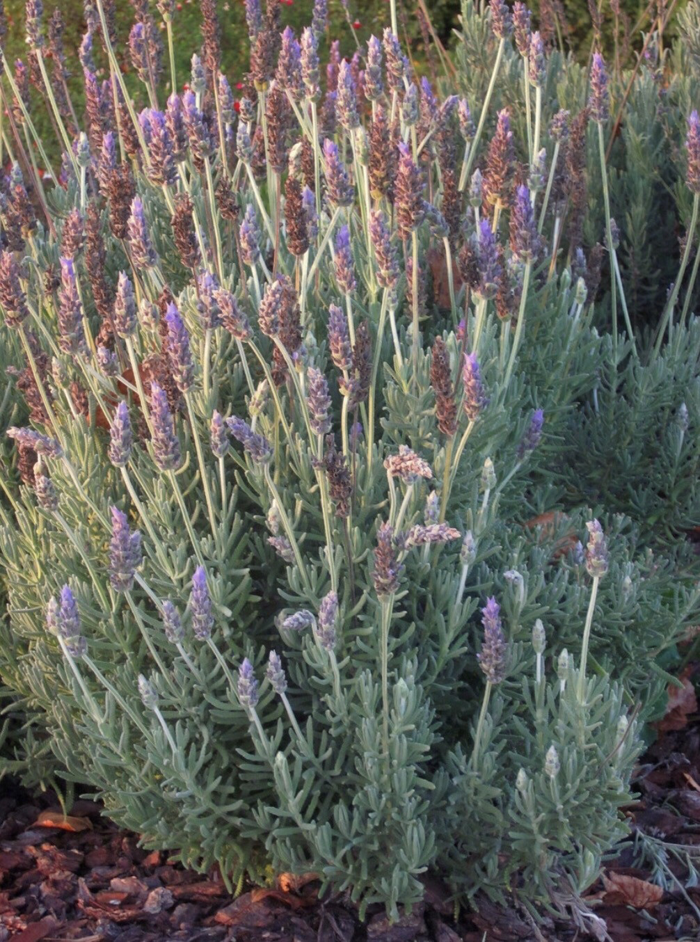 Lavanda Dentata Inglese, “ Candicans” (14 Cm)Ordinare dal sito: https ...