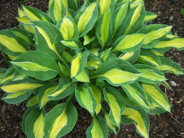 Specialist Plants Nursery | Hostas, Bamboos, & More | Bowdens Nursery