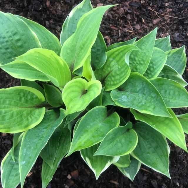 Hostas