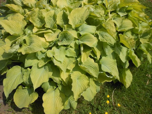Hostas