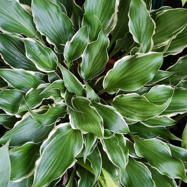 Hostas