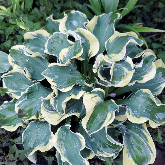Hosta 'Mouse Capades'