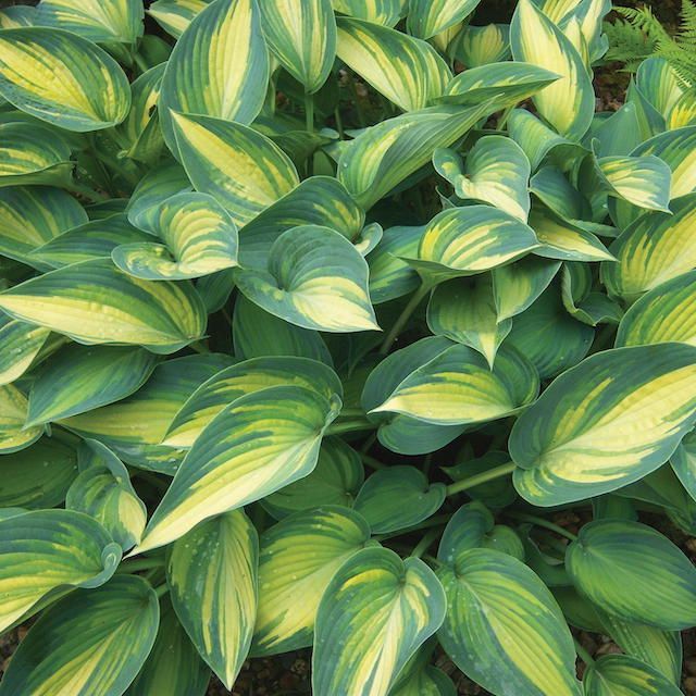 Medium Hostas