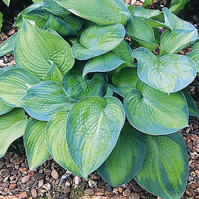 Large Hostas