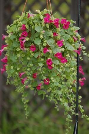 Lophospermum, Lofos Compact Rose - 10" HB