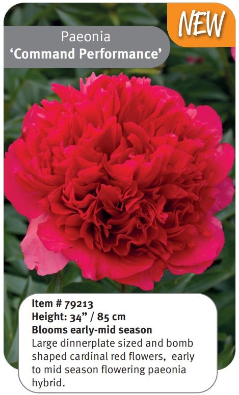 Peony, Command Performance - 2 Gal