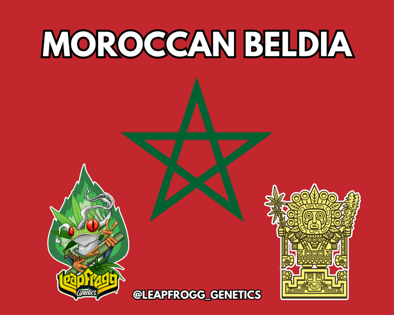 Moroccan Beldia Rare African Hash Plant Heirloom Landrace