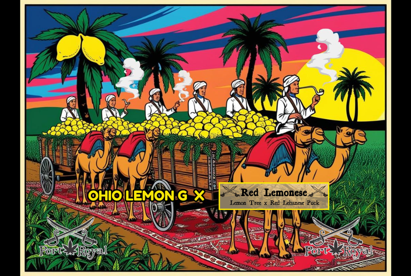 Ohio Lemon G x (Lemon Tree x Red Lebanese Puck)