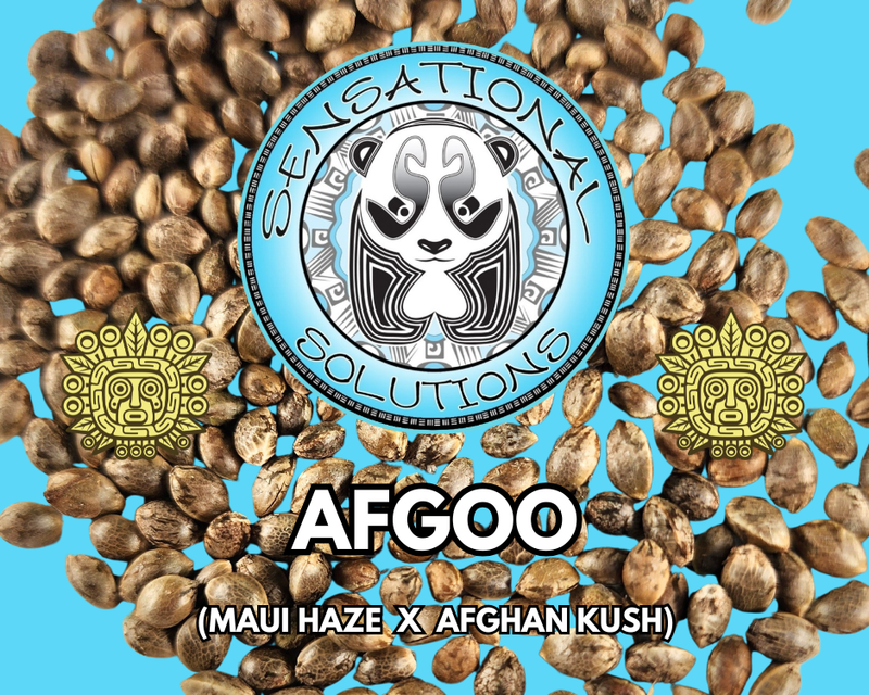Afgoo (Mazui Haze x Afghan Kush)