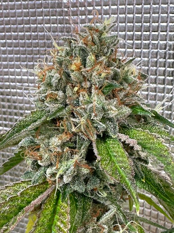 SFV OG Clone
