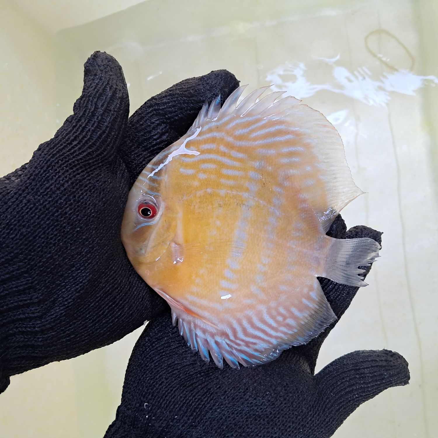 Store – Select Discus