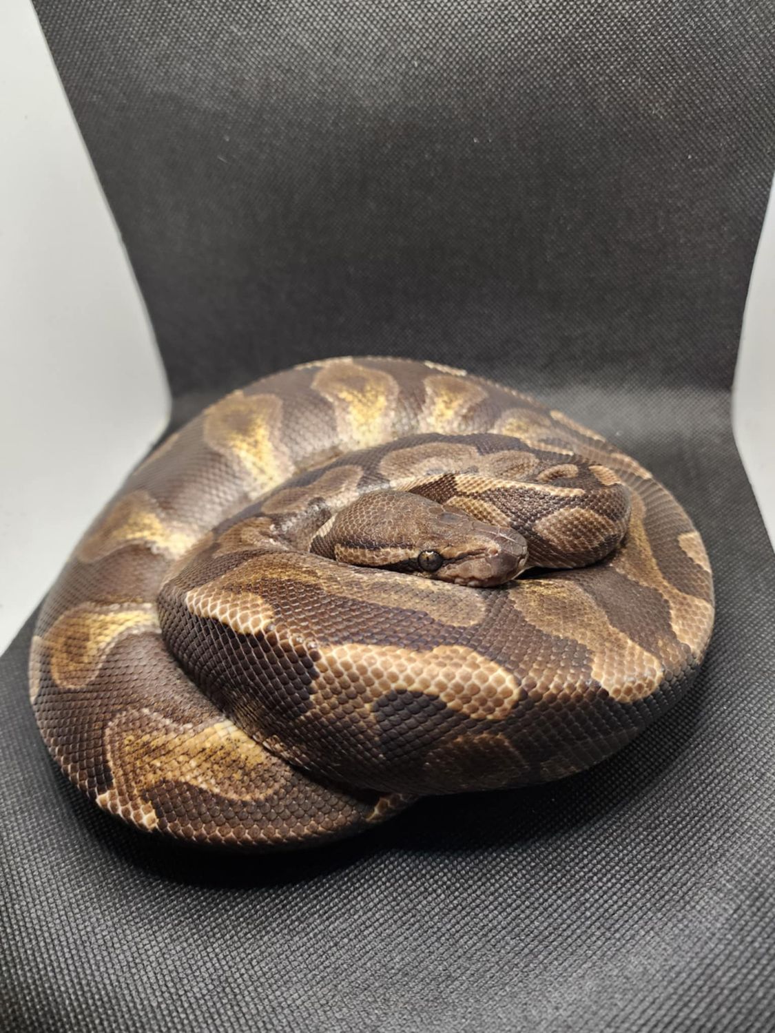 Cinnamon Enchi GHI male Ball Python