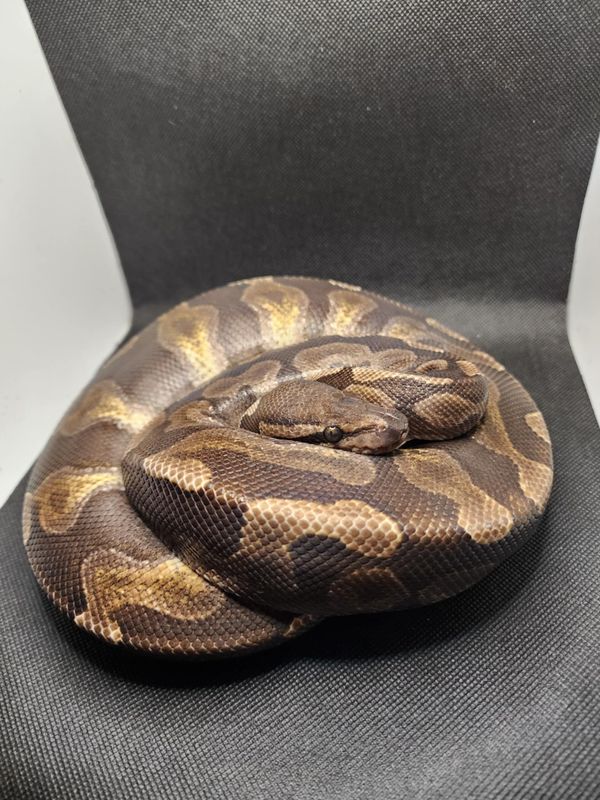 Cinnamon Enchi GHI male Ball Python