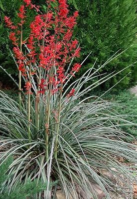 Hesperaloe, Red Yucca