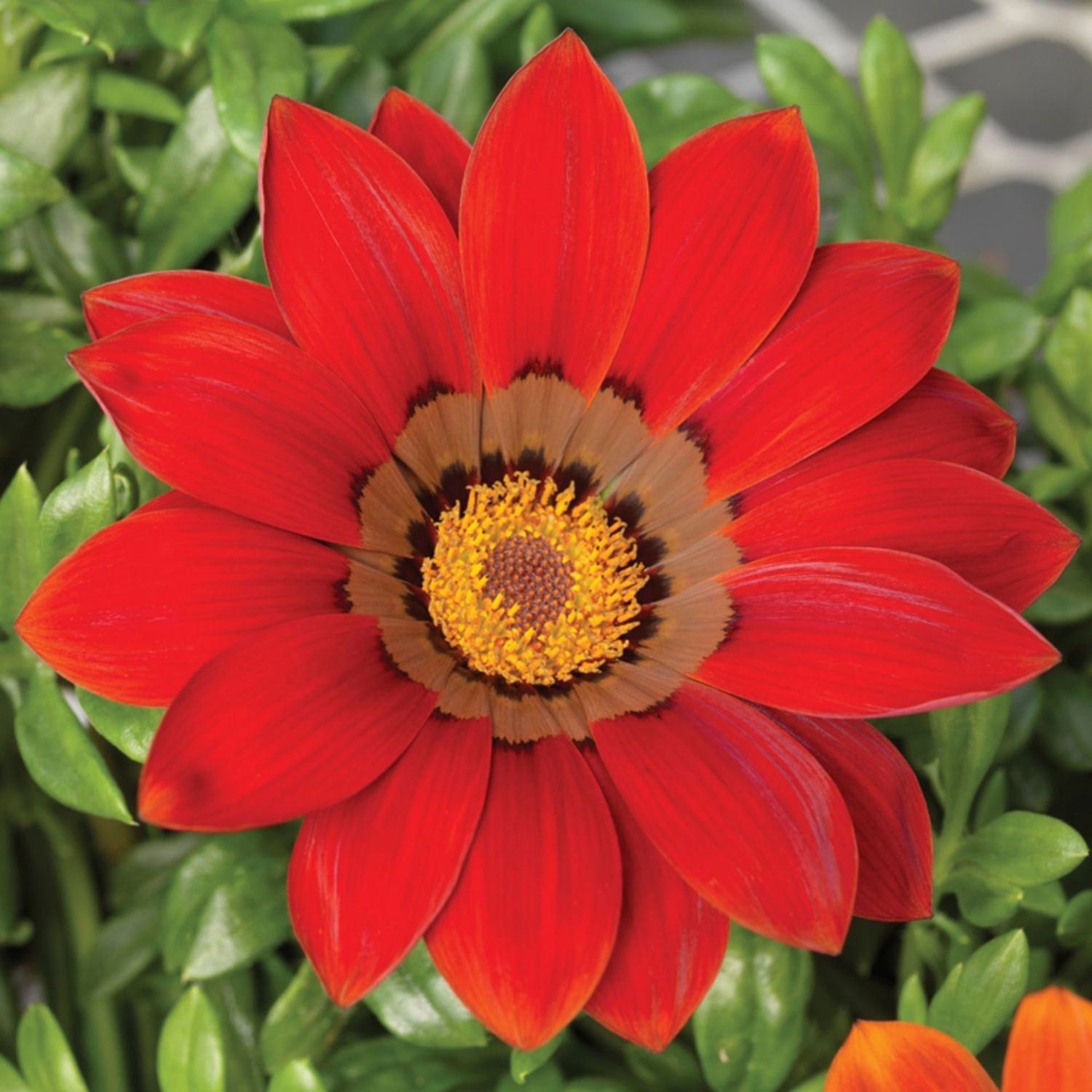 Gazania, Red