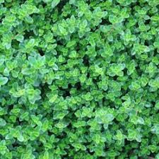 Oregano, Creeping