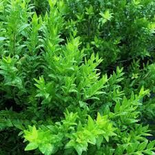 Myrtle, Greek Compact