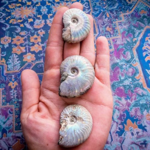 Ammonite Fossil Rainbow 1"