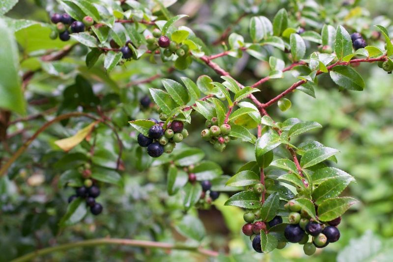 Huckleberry, Evergreen Vaccinium ovatum